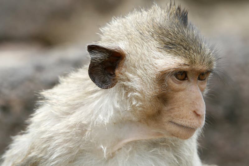Monkey Portrait Picture. Image: 6170513