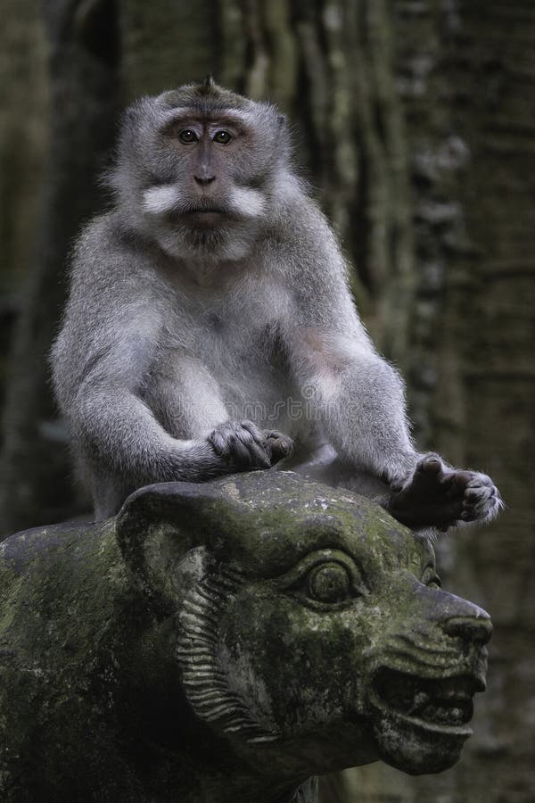 Monkey Portrait, Bali stock photo. Image of monkey, animal - 307658292