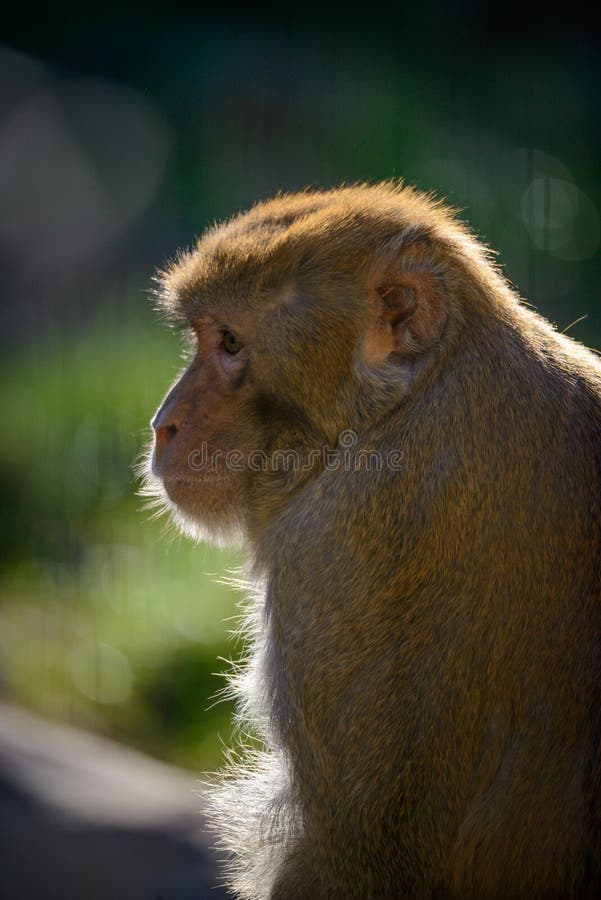 432 Side Profile Monkey Stock Photos - Free & Royalty-Free Stock Photos ...