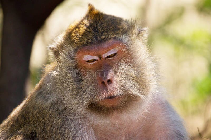 Monkey portrait stock photo. Image of cute, face, tropical - 66804898