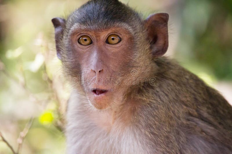 Monkey portrait stock photo. Image of natural, monkey - 66914520