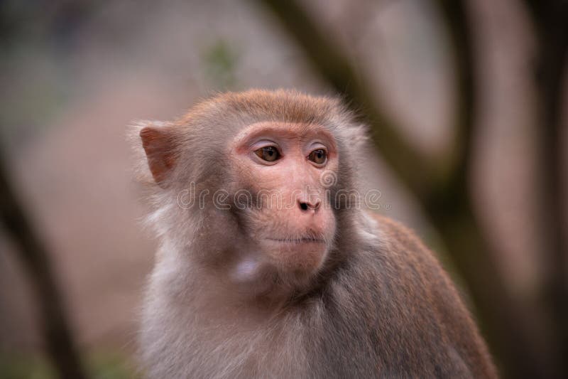 Surprise monkey portrait stock image. Image of astonish - 82745119