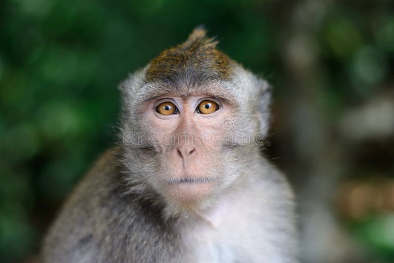 Grey Cynomolgus Monkey Stares into the Camera (Indonesia) Stock Image ...