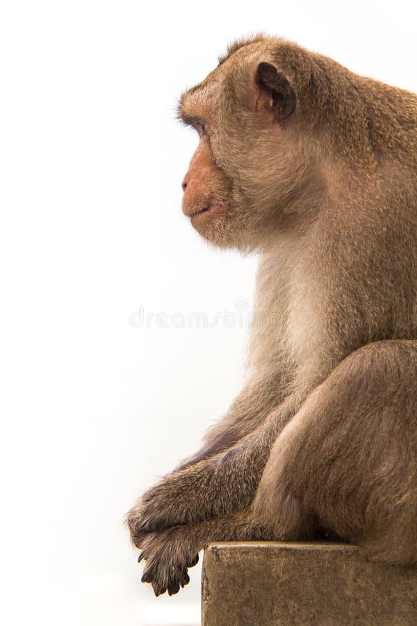 Monkey of Portrait Isolated White Background Stock Image - Image of ...