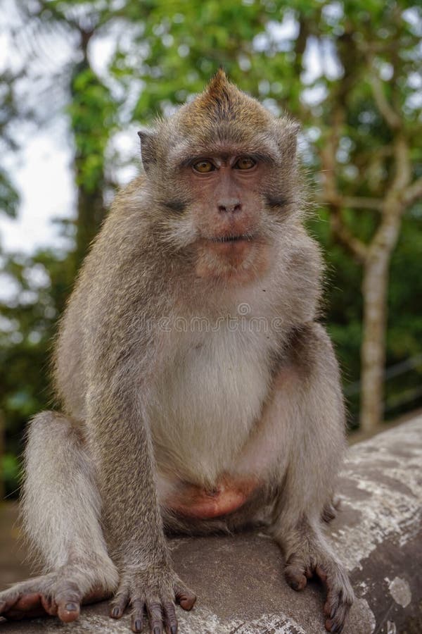 Monkey portrait looking stock photo. Image of portrait - 142314144