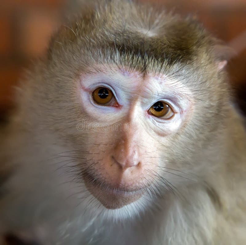 Monkey portrait macaque stock photo. Image of sigiriya - 55619848