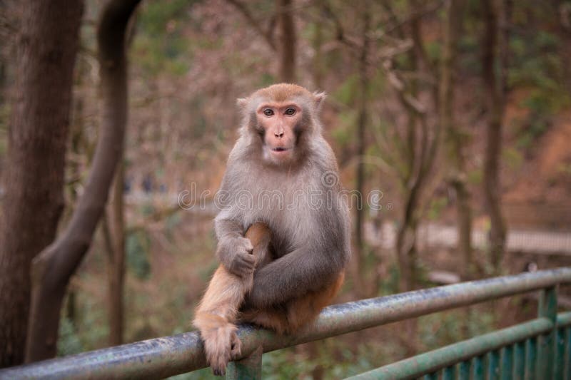Surprise monkey portrait stock image. Image of astonish - 82745119