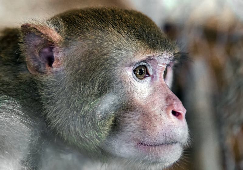 Monkey Portrait Macaque in Medical Mask Corona Virus Protection ...