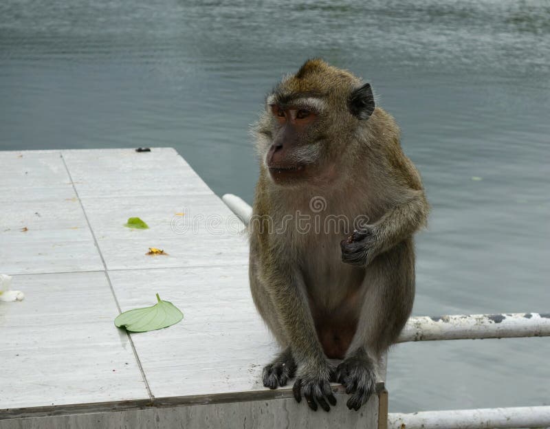 Monkey Portrait at Mauritius Stock Photo - Image of silenus, liontailed ...