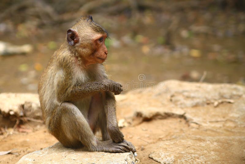 432 Side Profile Monkey Stock Photos - Free & Royalty-Free Stock Photos ...