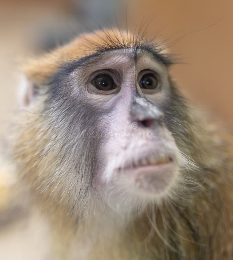 Monkey Portrait in the Zoo. Stock Photo - Image of thailand, monkey ...