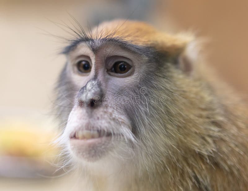 Monkey Portrait in the Zoo. Stock Image - Image of beach, cute: 244113041