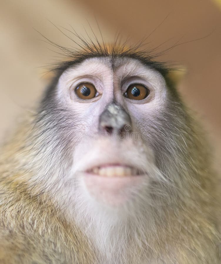 Monkey Portrait in the Zoo. Stock Photo - Image of primate, wild: 244529632