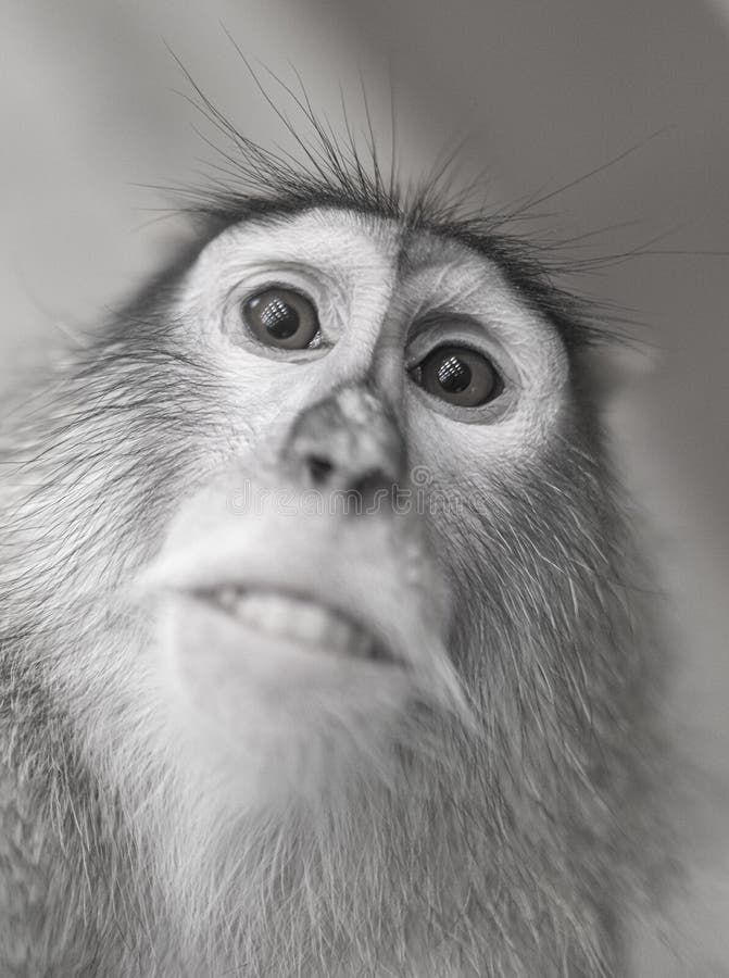 Monkey Portrait in the Zoo. Stock Photo - Image of phuket, macaque ...