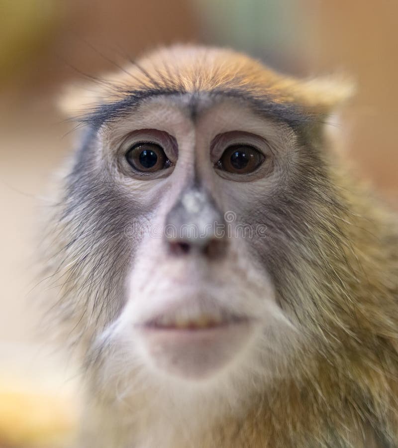 Monkey Portrait in the Zoo. Stock Photo - Image of thailand, creature ...