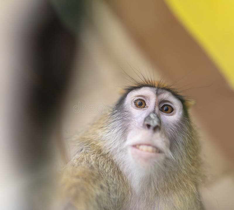 Monkey Portrait in the Zoo. Stock Image - Image of creature, portrait ...