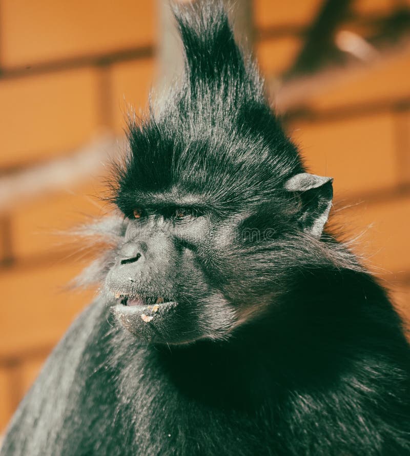 Monkey Portrait in the Zoo. Stock Photo - Image of asia, wild: 278892824
