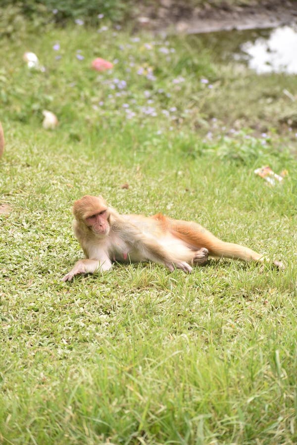 Monkey Pose Sleeping on Grass Stock Image - Image of monkey, rodent ...