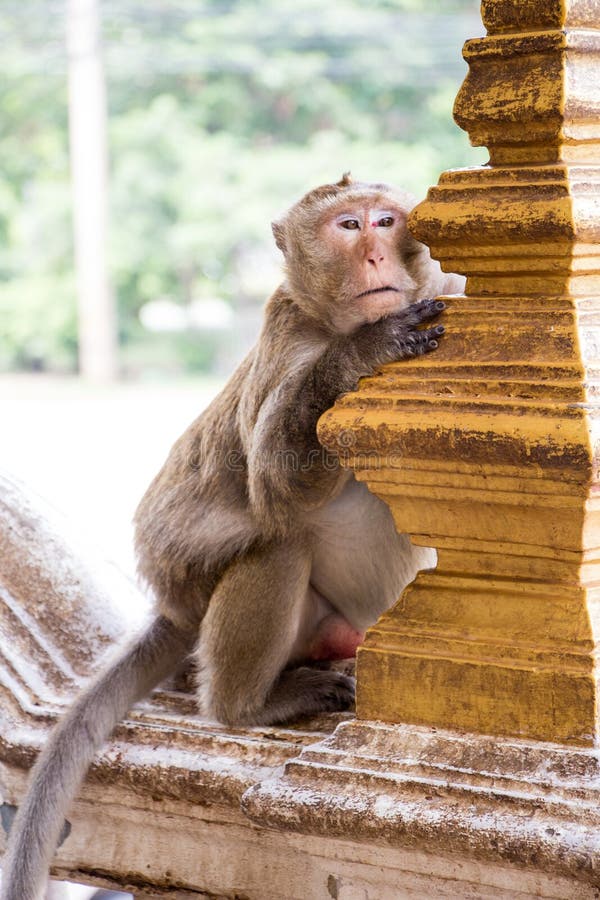 454 Bored Monkey Photos - Free & Royalty-Free Stock Photos from Dreamstime