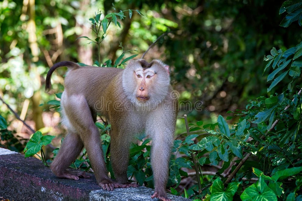 Monkey posing stock photo. Image of primate, happy, smile - 286415688
