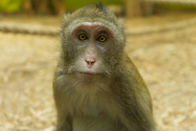 Monkey Posing for the Camera. Good Portrait. Wildlife. Stock Photo ...