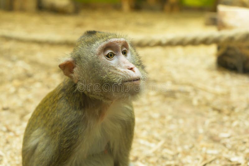 Monkey Posing for the Camera. Good Portrait. Wildlife. Stock Photo ...