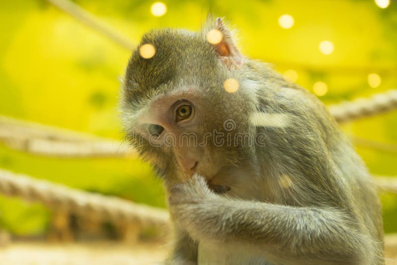 Monkey Posing for the Camera. Good Portrait. Wildlife. Stock Image ...