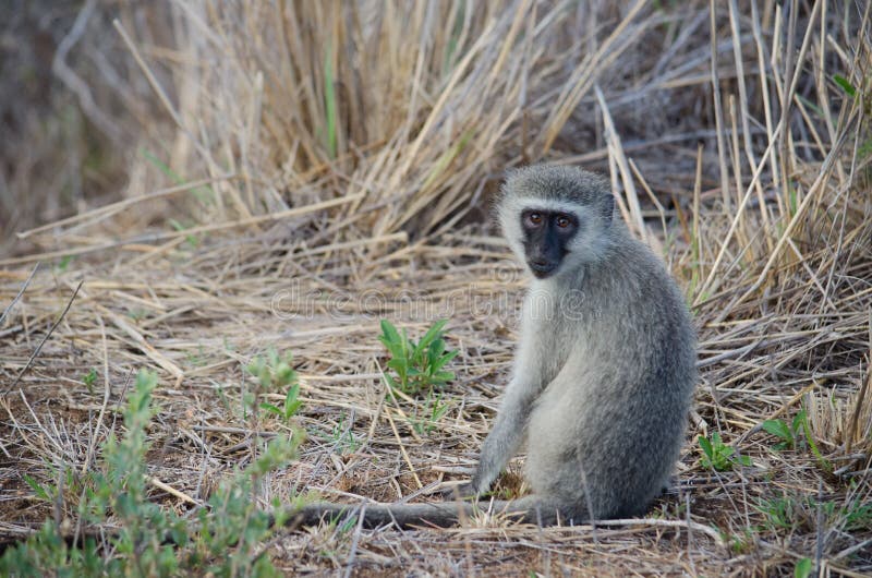 Monkey posing stock photo. Image of outdoors, wheel, focus - 36891790