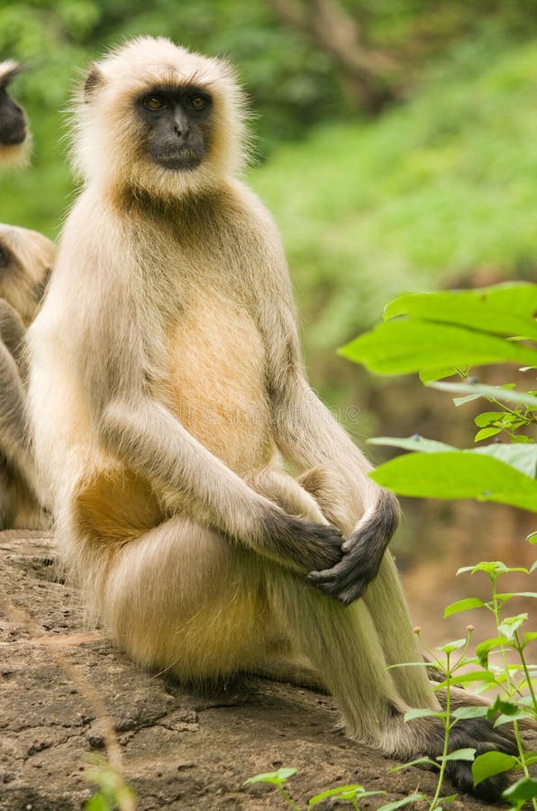 Monkey Posing for Photgraph Stock Photo - Image of brown, cute: 196598434