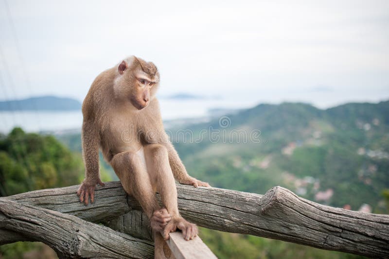 Posing monkey stock photo. Image of tale, cute, sitting - 16357094
