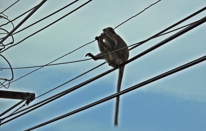 Monkey on a wire hanging stock image. Image of climbing - 124026661