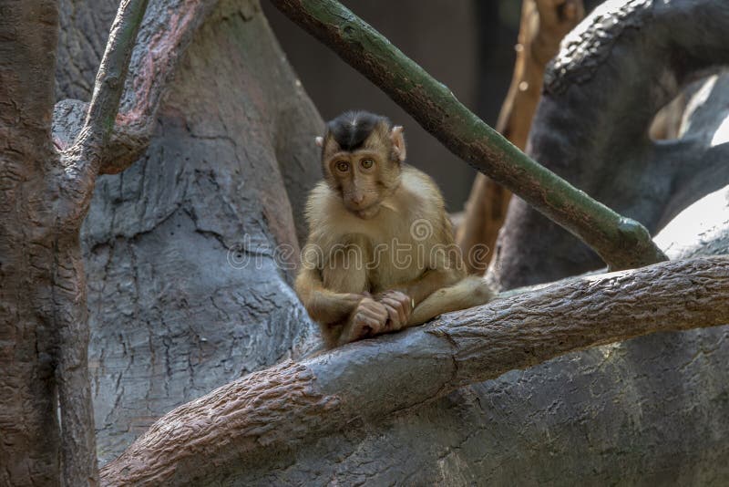 Monkey in Prague Zoo stock photo. Image of beasts, architekture - 145088428