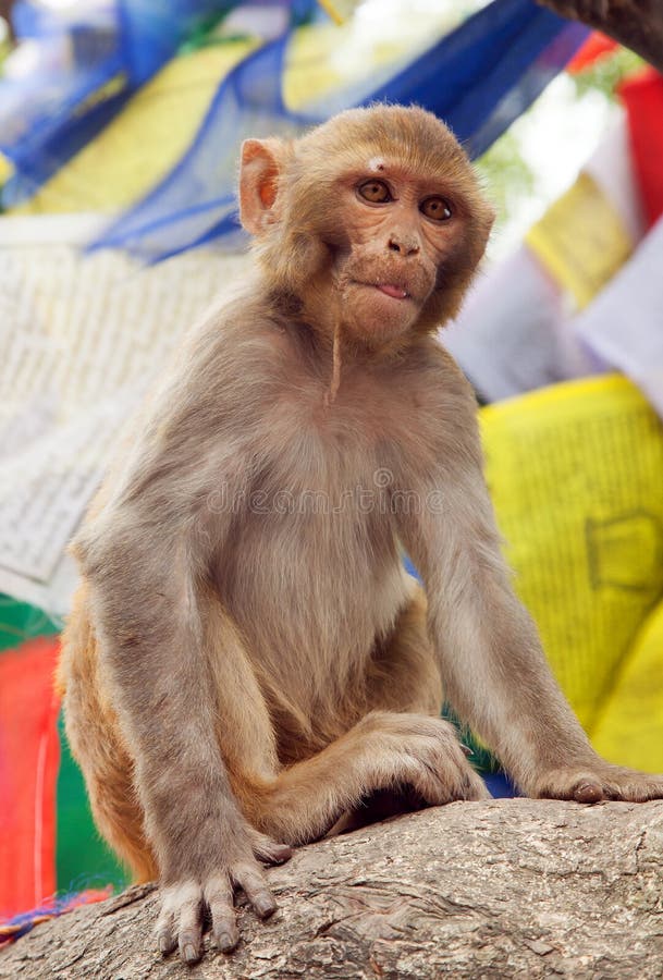 Monkey with Prayer Flags Near Swayambhunath Stupa, Nepal Stock Photo ...