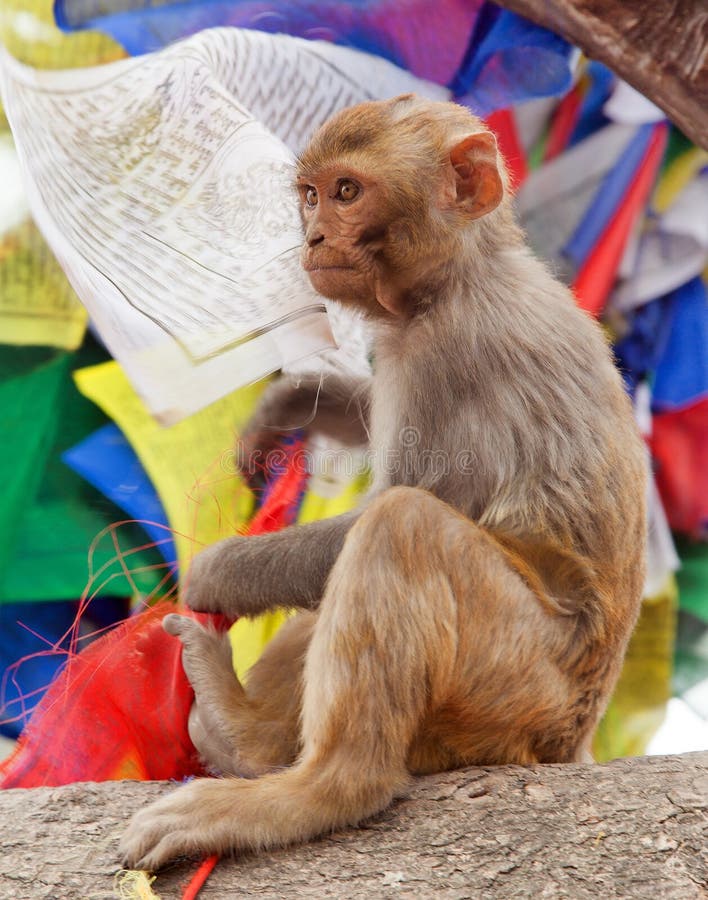 Monkey with Prayer Flags Near Swayambhunath Stupa, Nepal Stock Photo ...