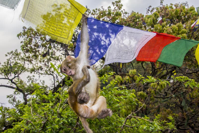 Monkey in the prayer flags stock photo. Image of stupa - 43995448