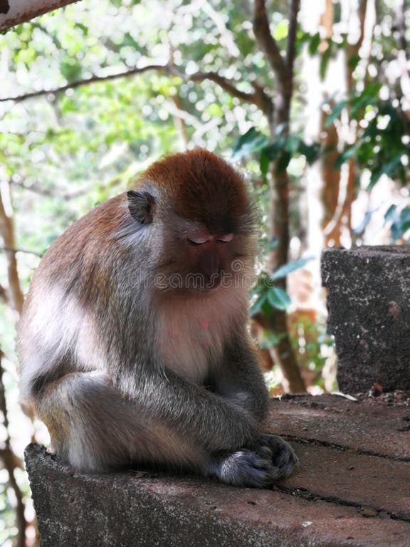 Monkey in Prayer Not Sleeping Stock Image - Image of primate, sleeping ...