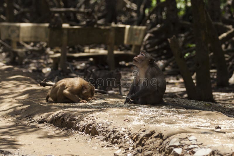 A monkey prays to an elder stock photo. Image of lesson - 96226894
