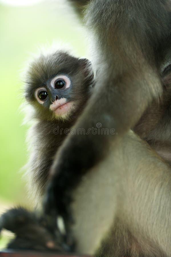 Monkey (presbytis Obscura Reid) Stock Photo - Image of dusky, presbytis ...