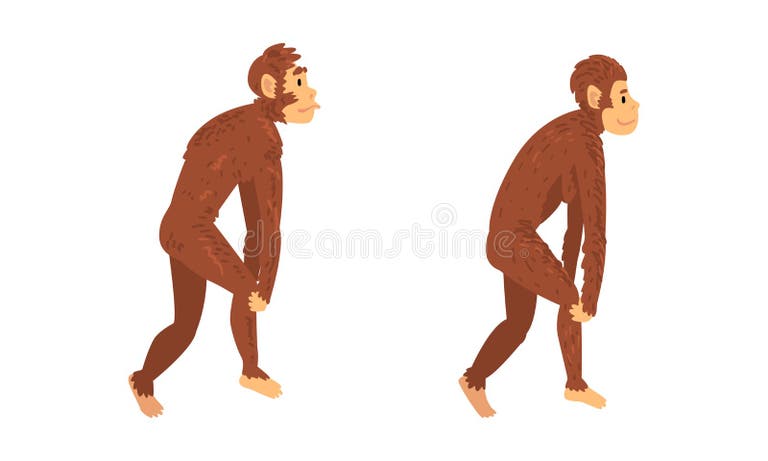 Monkey or Primate As Human Evolution Stage and Gradual Development ...