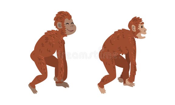 Monkey or Primate As Human Evolution Stage and Gradual Development ...