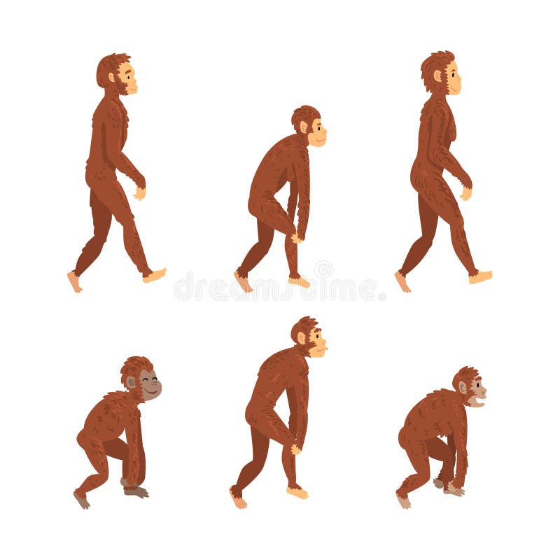 Monkey or Primate As Human Evolution Stage and Gradual Development Vector Set Stock Illustration ...
