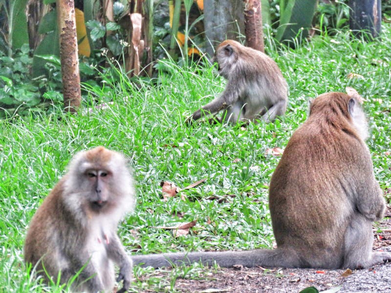 Monkey /Primate/macacos No Selvagem/caranguejo Que Come O Macaque ...