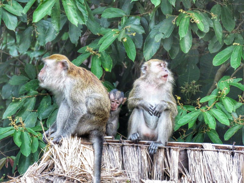 Monkey /Primate/macacos No Selvagem/caranguejo Que Come O Macaque ...