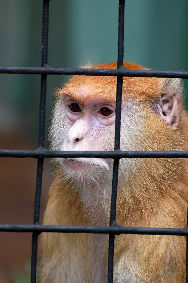 The monkey in prison editorial photo. Image of pain - 152911736