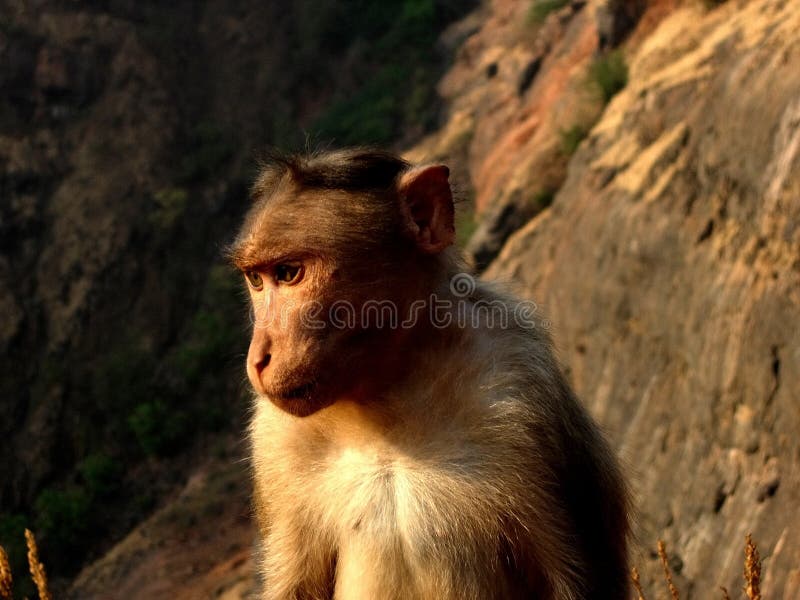 Monkey in profile stock image. Image of exotic, fauna - 3430041