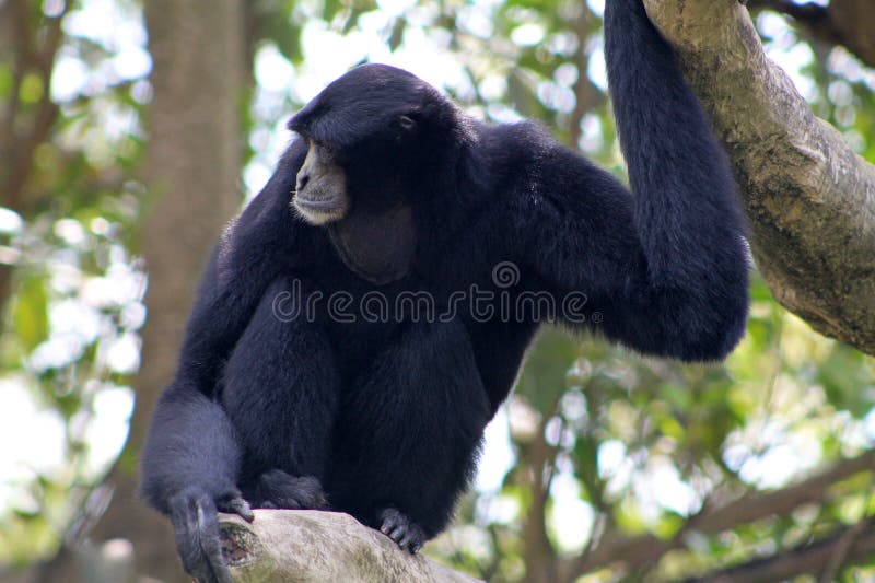 Monkey profile stock photo. Image of mammalia, nature - 40791196