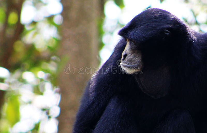 432 Side Profile Monkey Stock Photos - Free & Royalty-Free Stock Photos ...