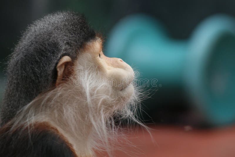 Monkey Profile stock image. Image of animals, nopeople - 93571707