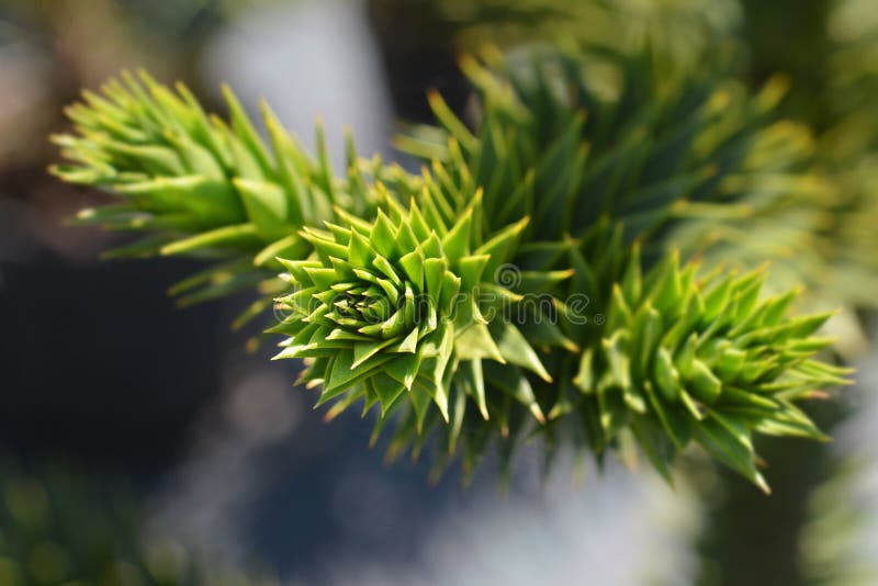 Monkey puzzle tree stock photo. Image of spring, plant - 150199416