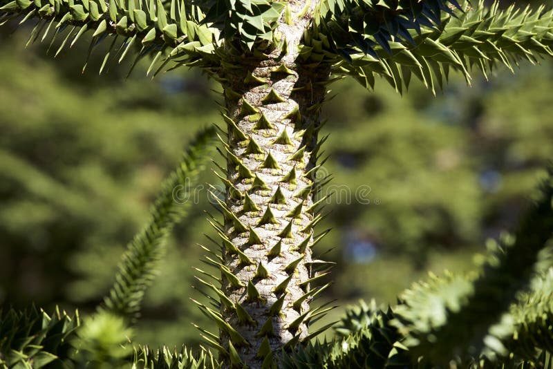 150 Monkey Puzzle Tree Cones Photos - Free & Royalty-Free Stock Photos ...